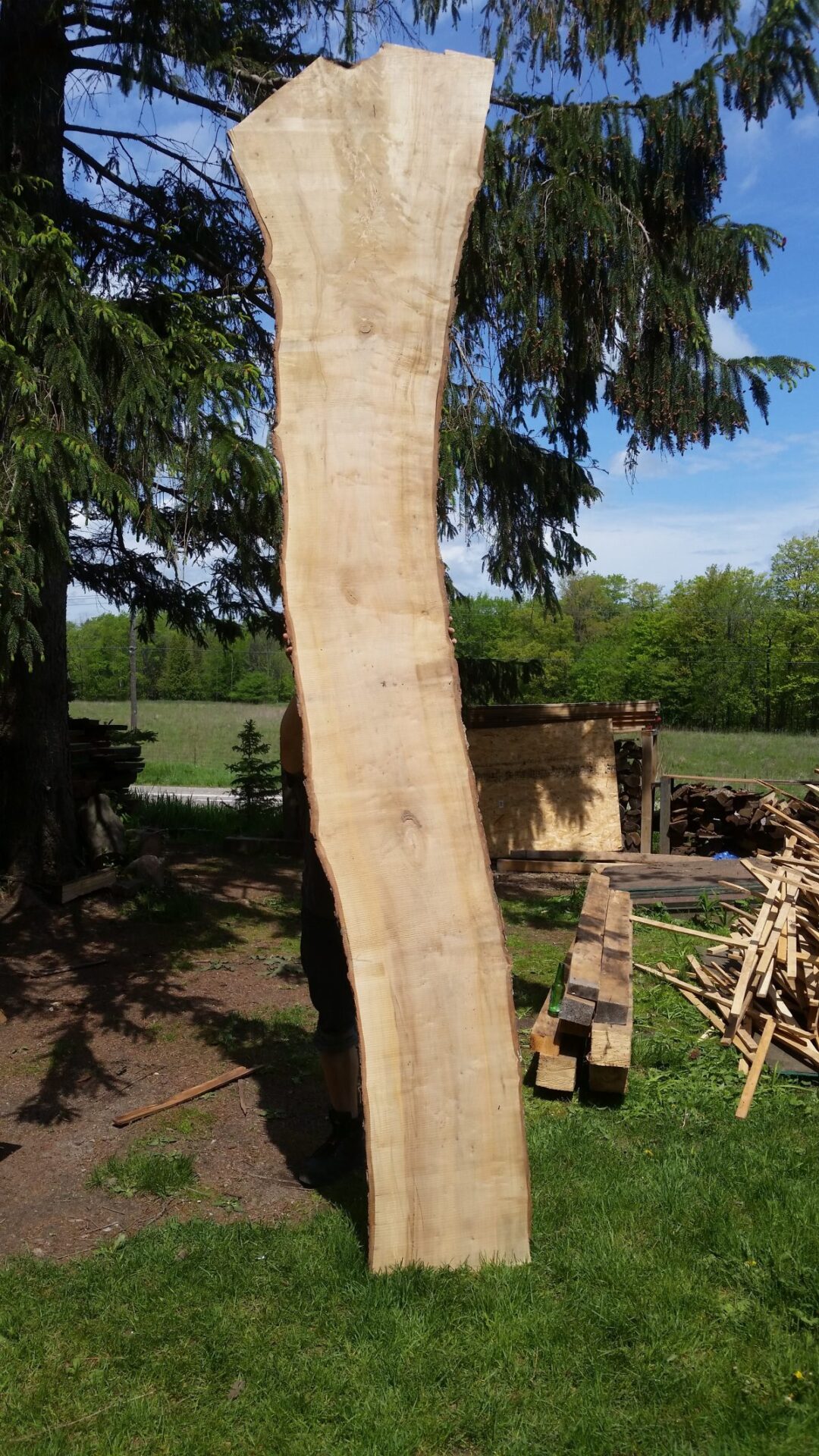 Shop Live Edge Silver Maple Wood Slabs - Wood Slabs Toronto